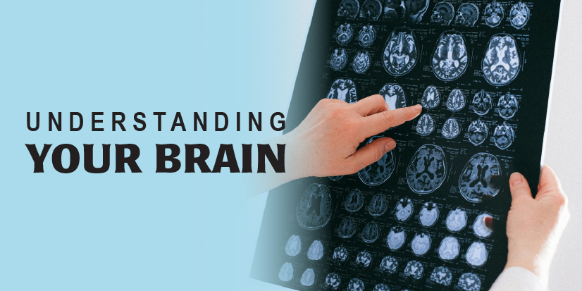 Understanding Brain Anatomy: A Guide to the Parts and Functions of the ...